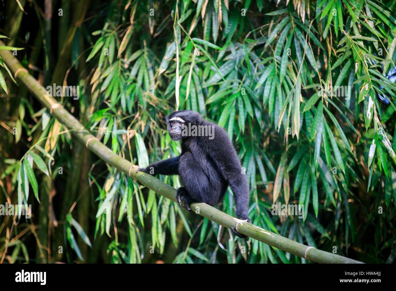 Hoolock gibbon hi-res stock photography and images - Alamy