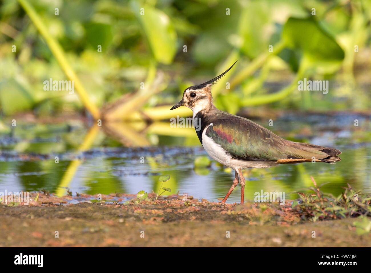 State bird of assam hi-res stock photography and images - Alamy