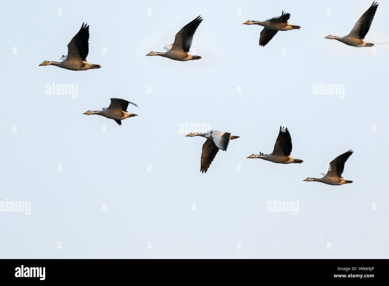 India, Assam state, Brahmapoutra, Bar-headed goose (Anser indicus ...