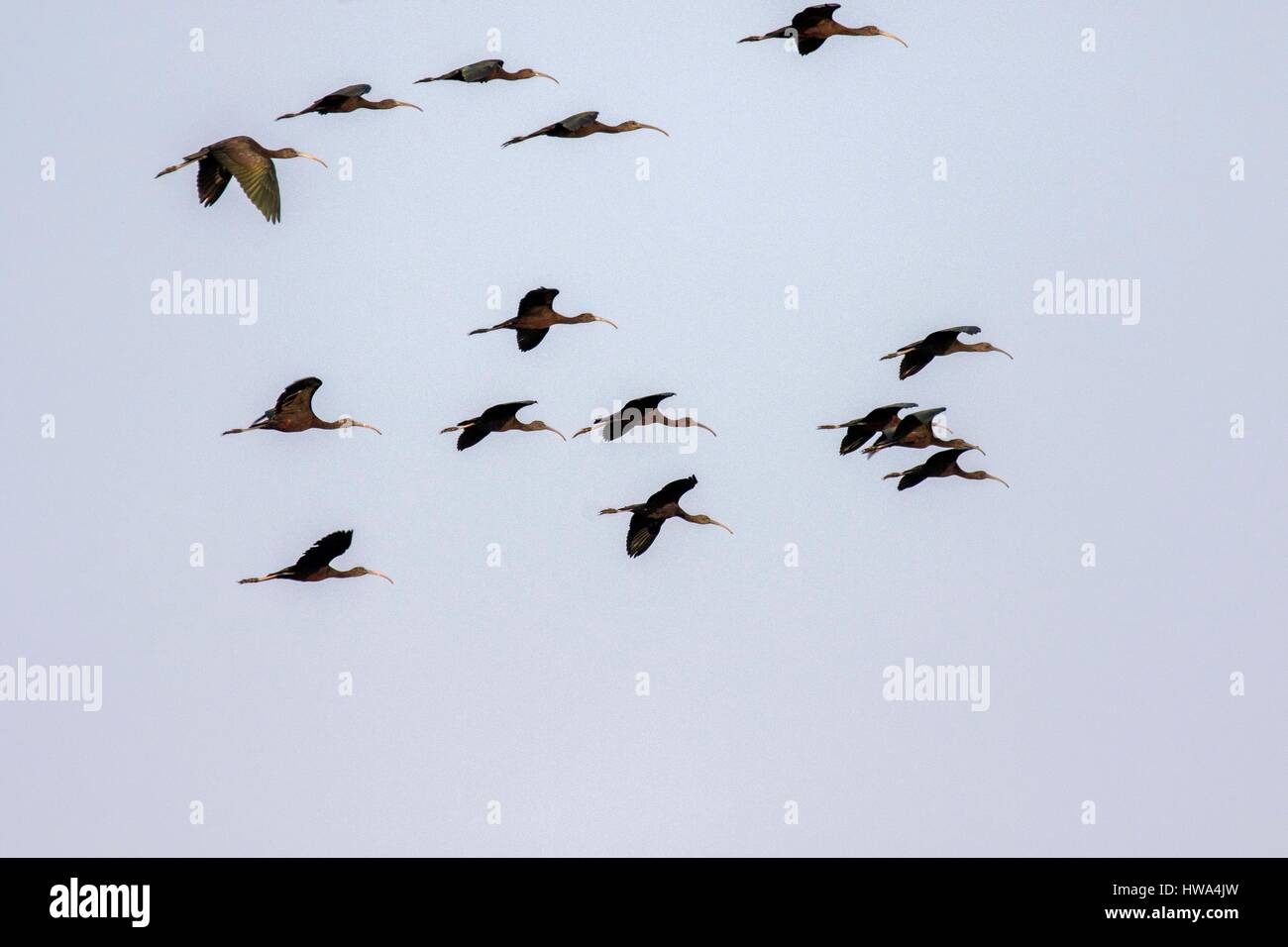 State bird of assam hi-res stock photography and images - Alamy