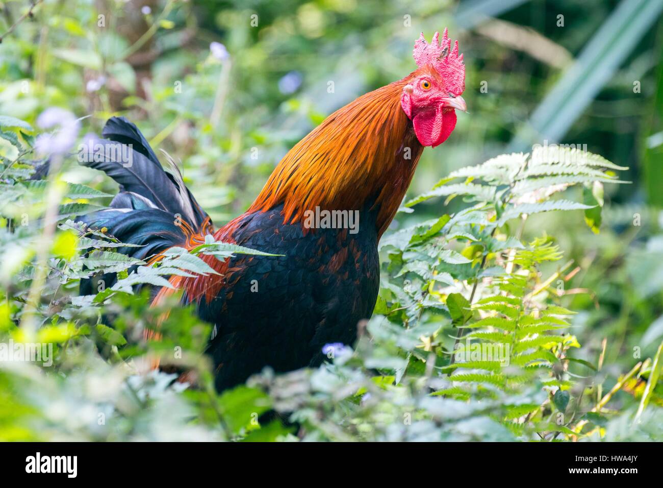 India, Tripura state, Red Junglefowl (Gallus gallus) , male, wild Stock ...