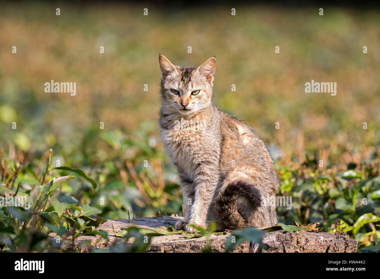 Domestic cat india hi-res stock photography and images - Alamy