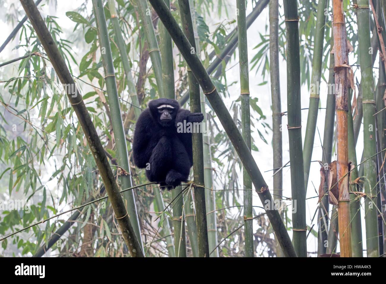 India, Tripura state, Gumti wildlife sanctuary, Western hoolock gibbon ...