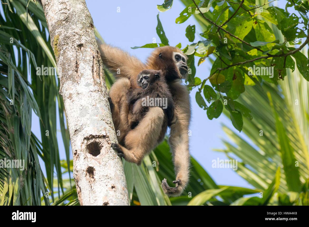 Cute Baby Gibbon