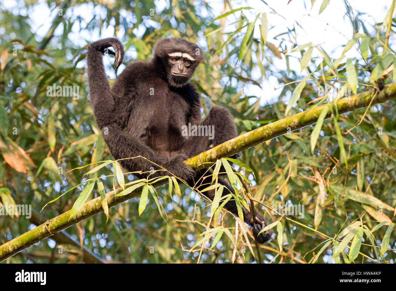 India, Tripura state, Gumti wildlife sanctuary, Western hoolock gibbon ...