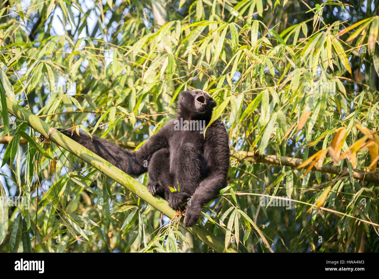 India, Tripura state, Gumti wildlife sanctuary, Western hoolock gibbon ...