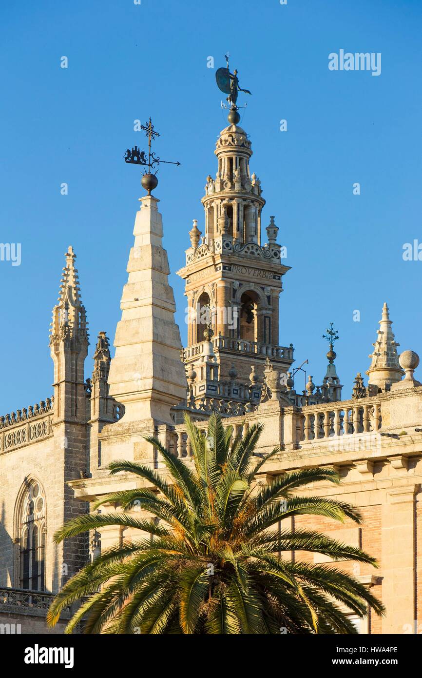 Spain, Andalucia, Sevilla, Santa Cruz district, Plaza del Triunfo, the ...