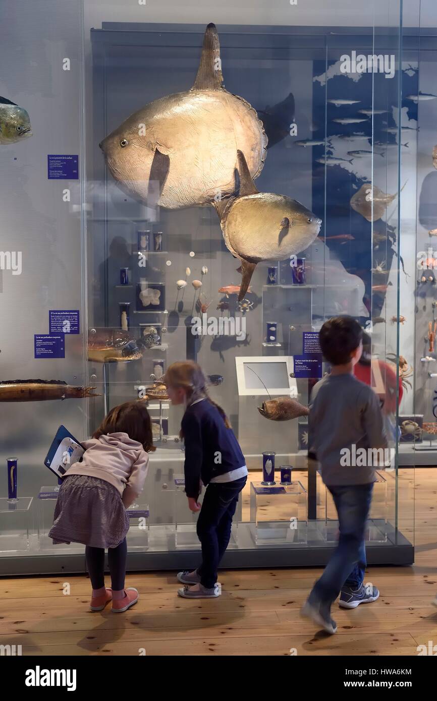 France, Charente-Maritime, La Rochelle, the Muséum d'histoire naturelle ...
