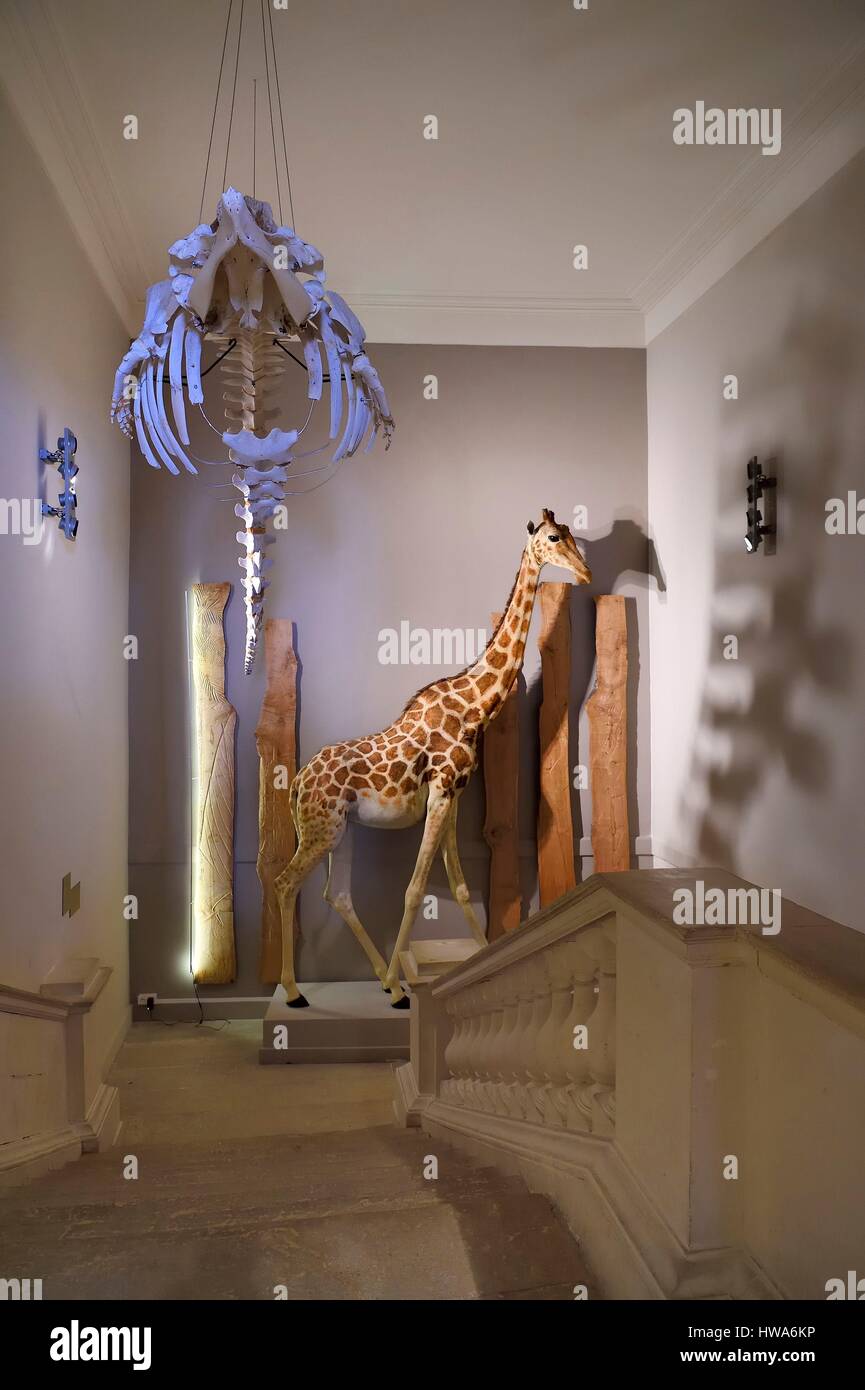 France, Charente-Maritime, La Rochelle, the Muséum d'histoire naturelle ...