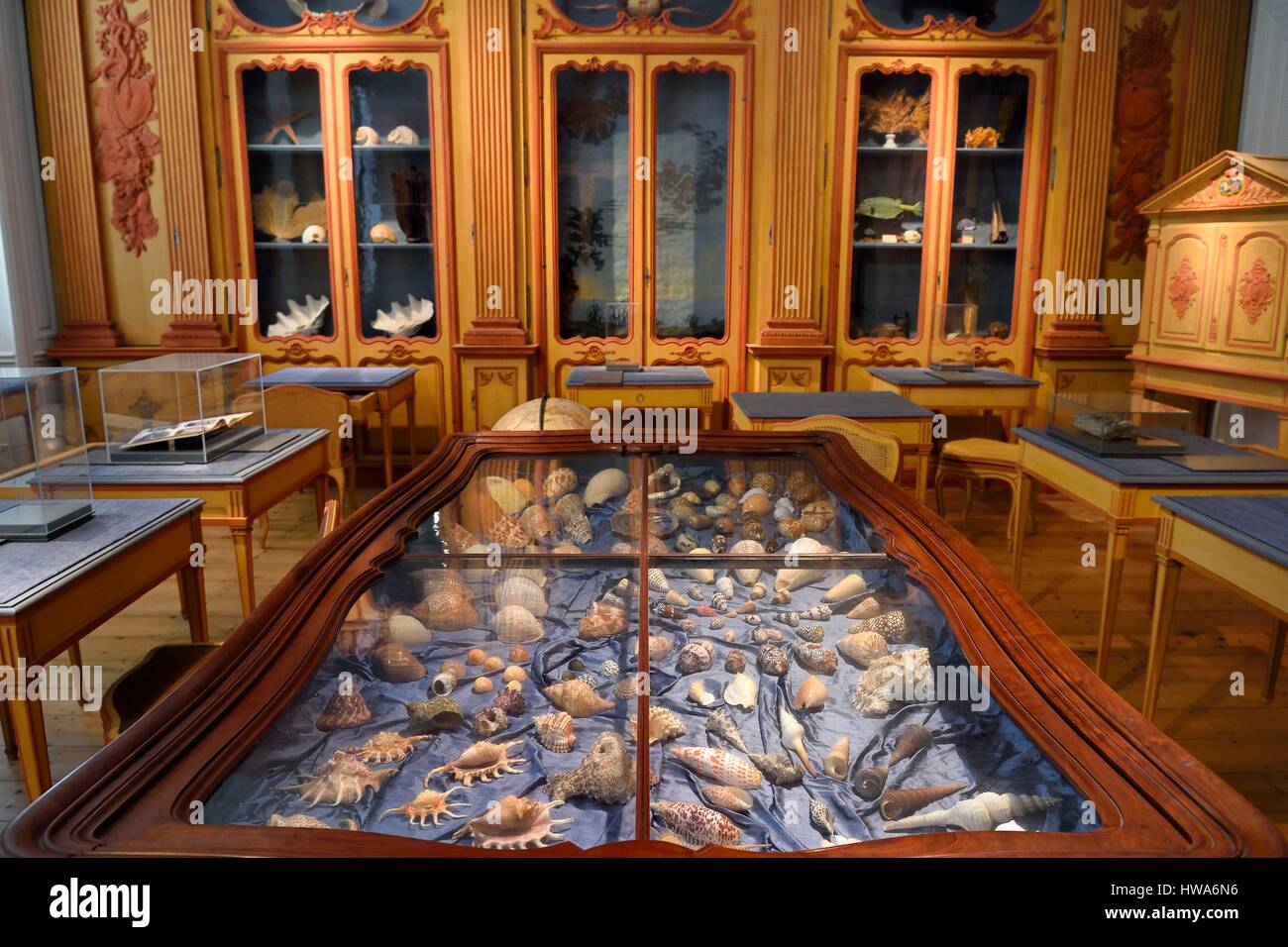 France, Charente-Maritime, La Rochelle, the Muséum d'histoire naturelle ...