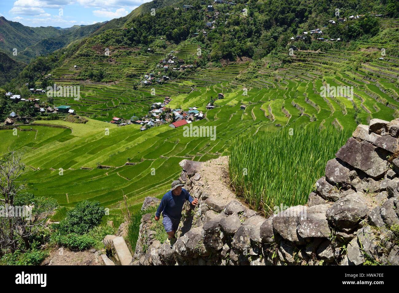Philippines, Ifugao province, trek in the Banaue rice terraces around ...
