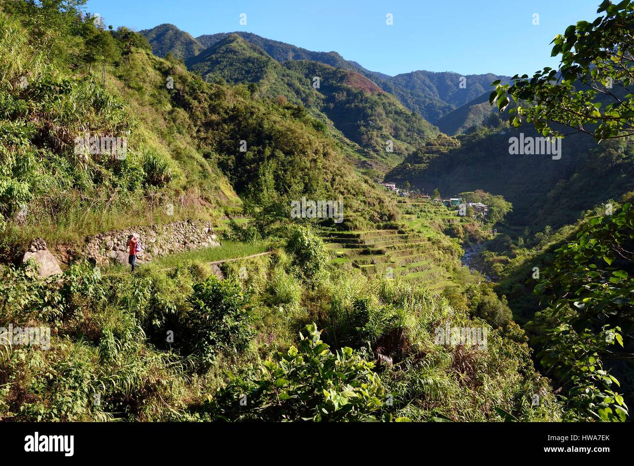 Philippines, Ifugao province, Banaue rice terraces around the village ...