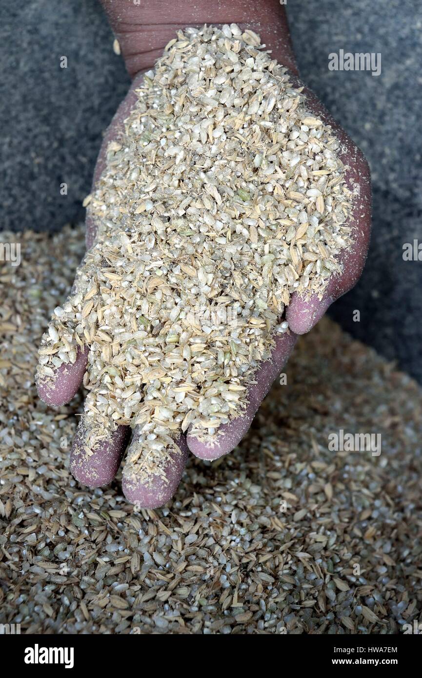 Philippines, Ifugao province, Banaue region, village of Cambulo, paddy ...