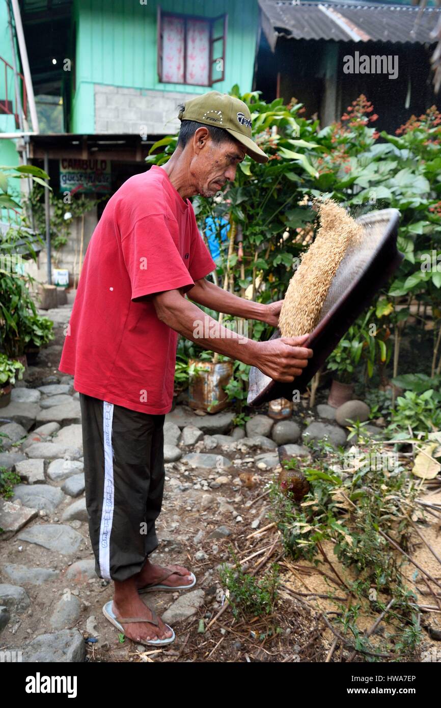Philippines, Ifugao province, Banaue region, village of Cambulo, a ...