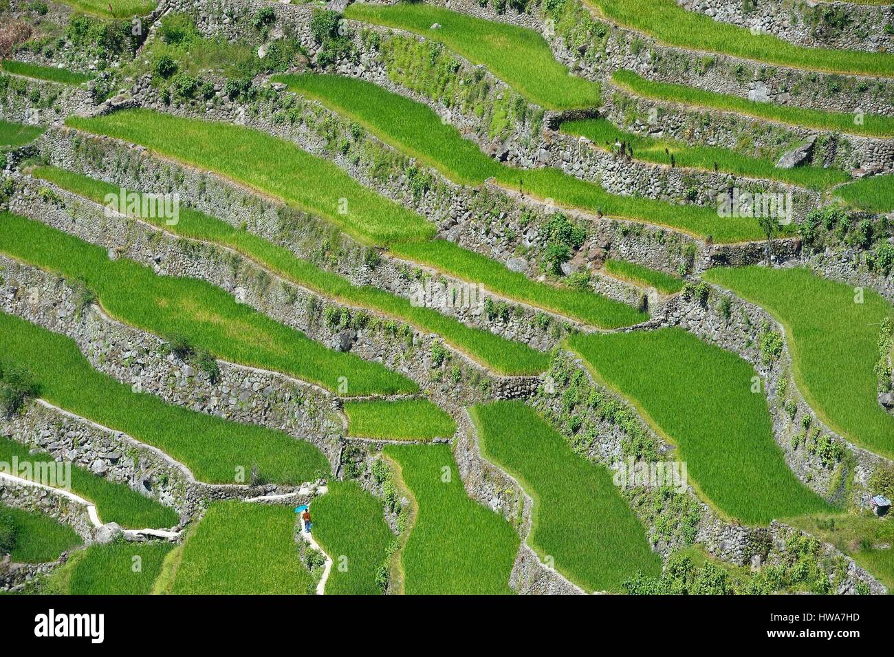 Philippines, Ifugao province, Banaue rice terraces around the village ...
