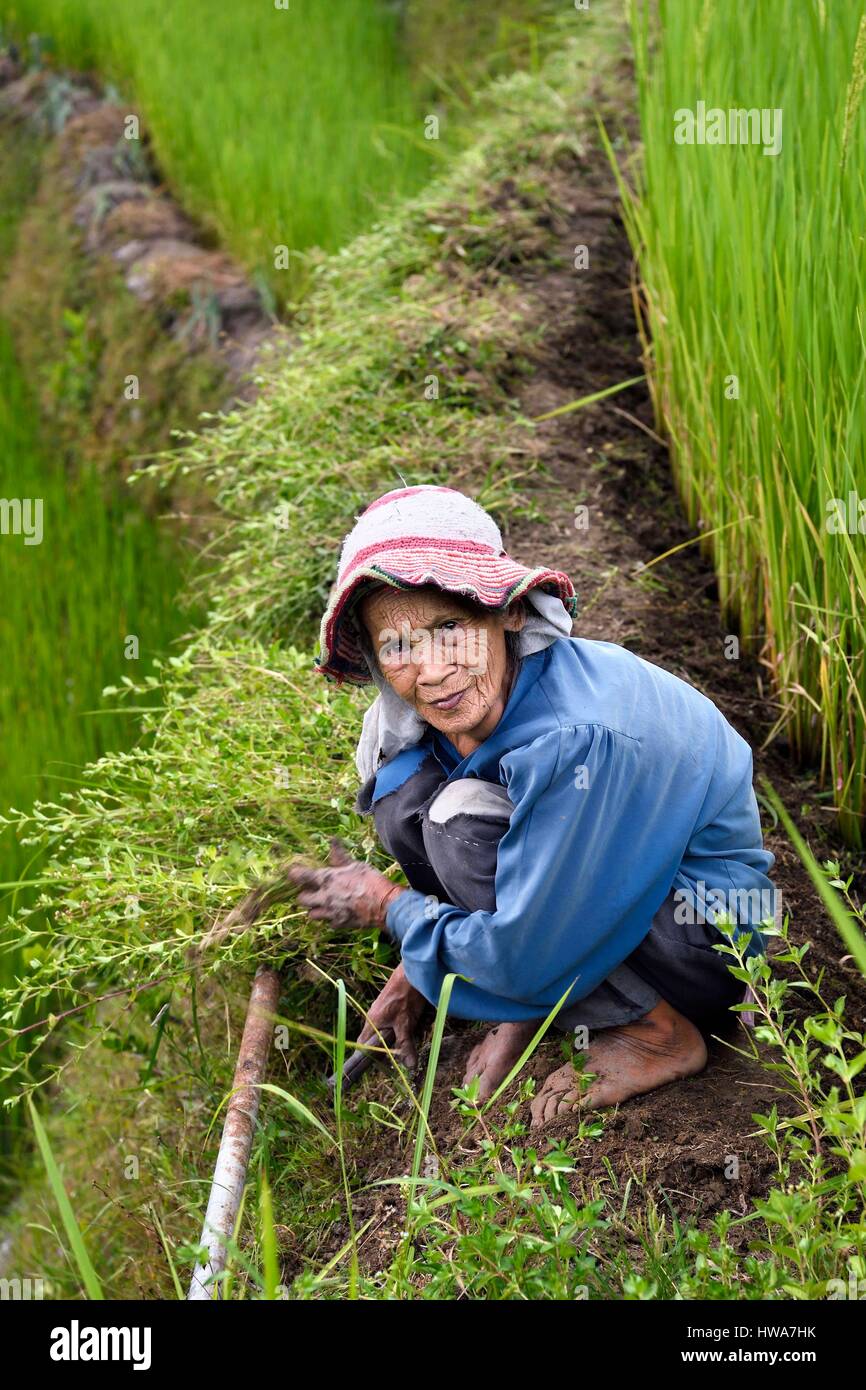 Philippines, Ifugao province, Banaue rice terraces around the village ...