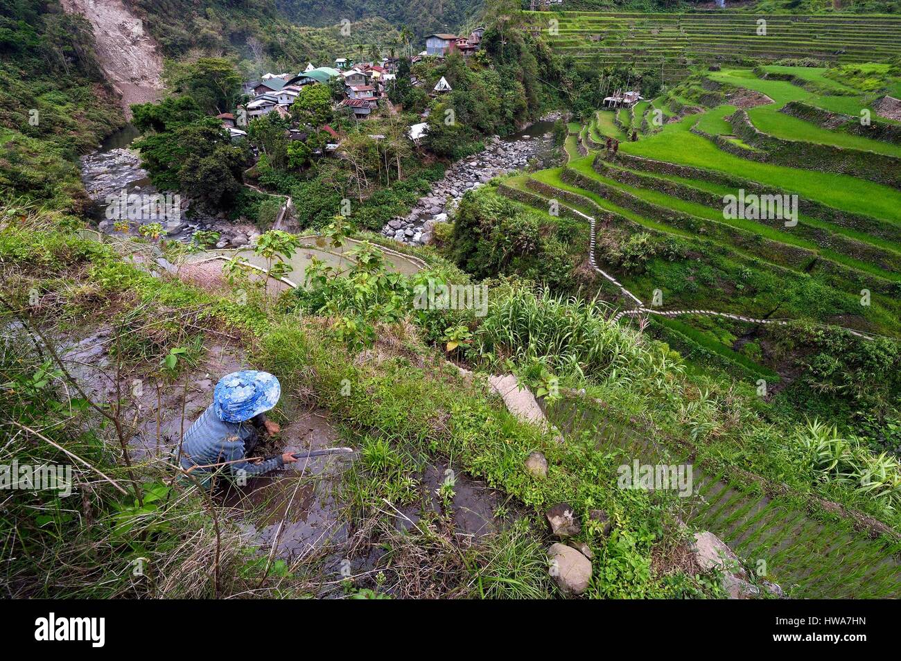 Philippines, Ifugao province, Banaue rice terraces around the village ...