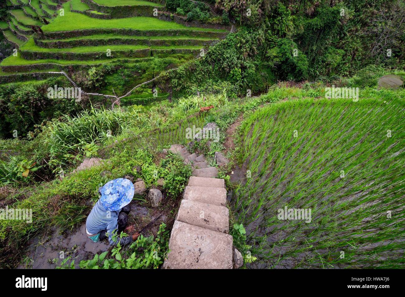 Philippines, Ifugao province, Banaue rice terraces around the village ...