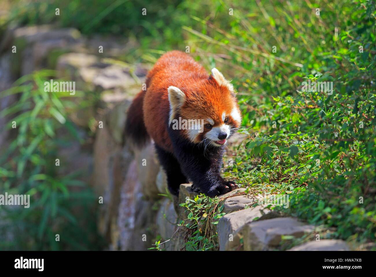 China, Sichuan, Research Base of Giant Panda Breeding or Chengdu Panda ...