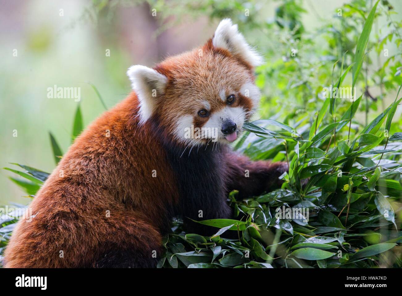 China, Sichuan, Research Base of Giant Panda Breeding or Chengdu Panda ...