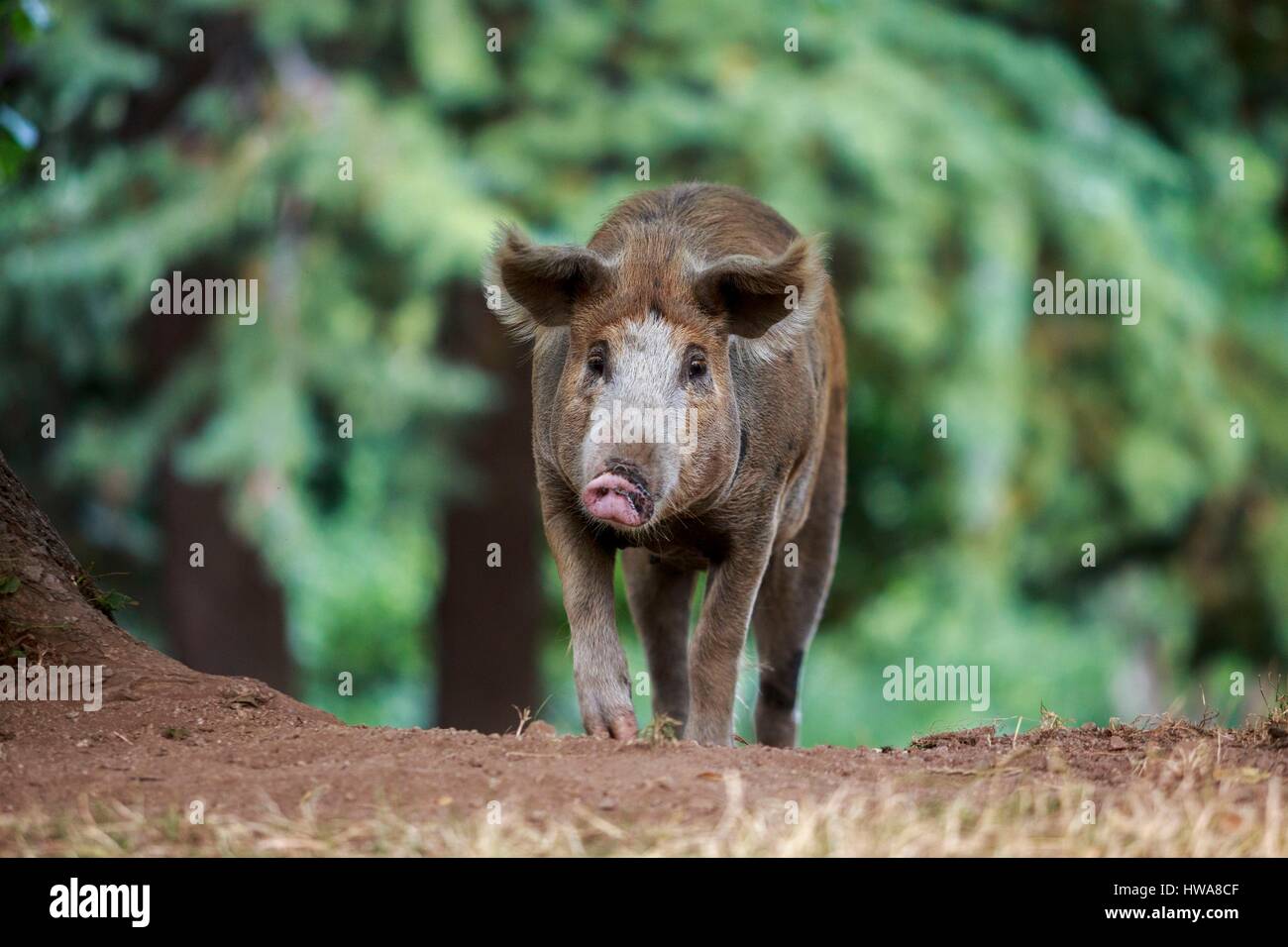 Porcu hi-res stock photography and images - Alamy