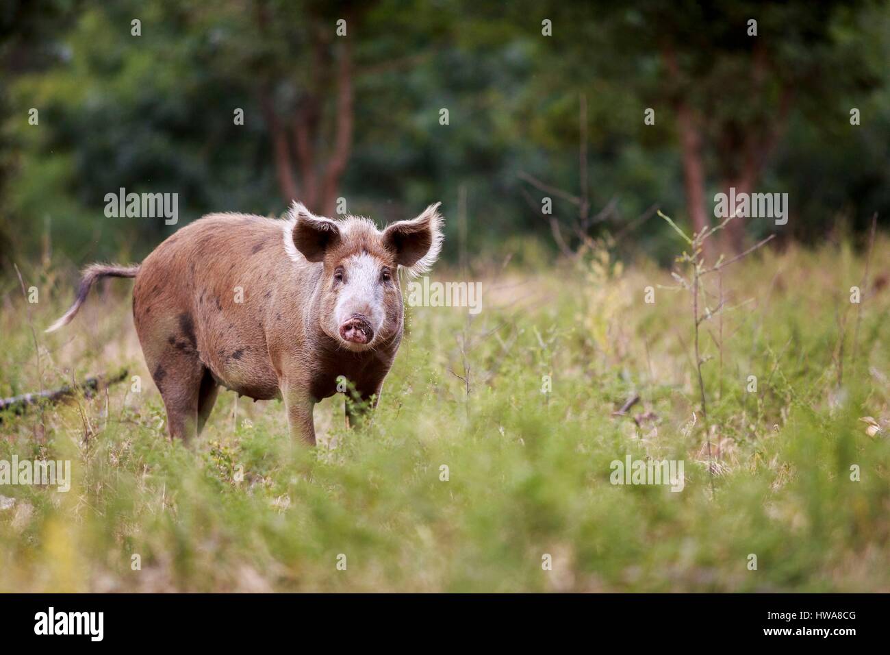 France, Corse du Sud, Alta Rocca, Quenza, collar of Bavella, pig ...