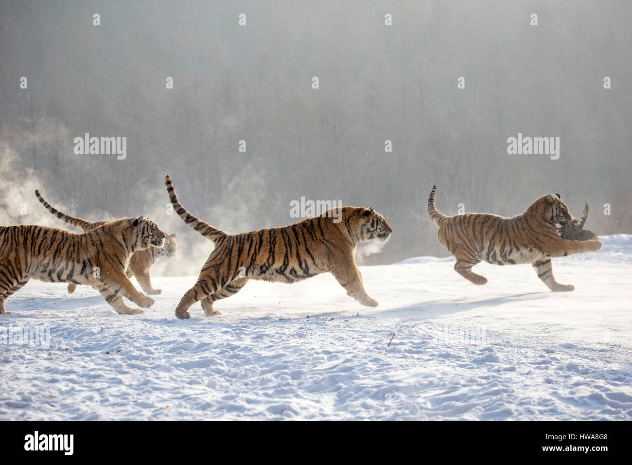 China, Heilongjiang province, Harbin, Tiger Park, Siberian Tiger ...