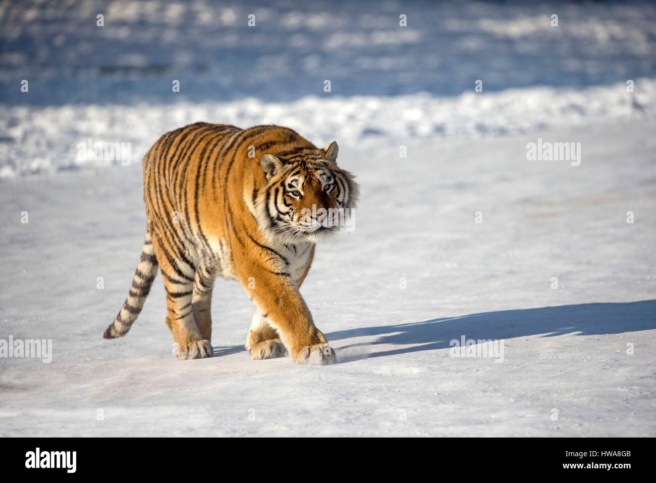China, Heilongjiang province, Harbin, Tiger Park, Siberian Tiger ...