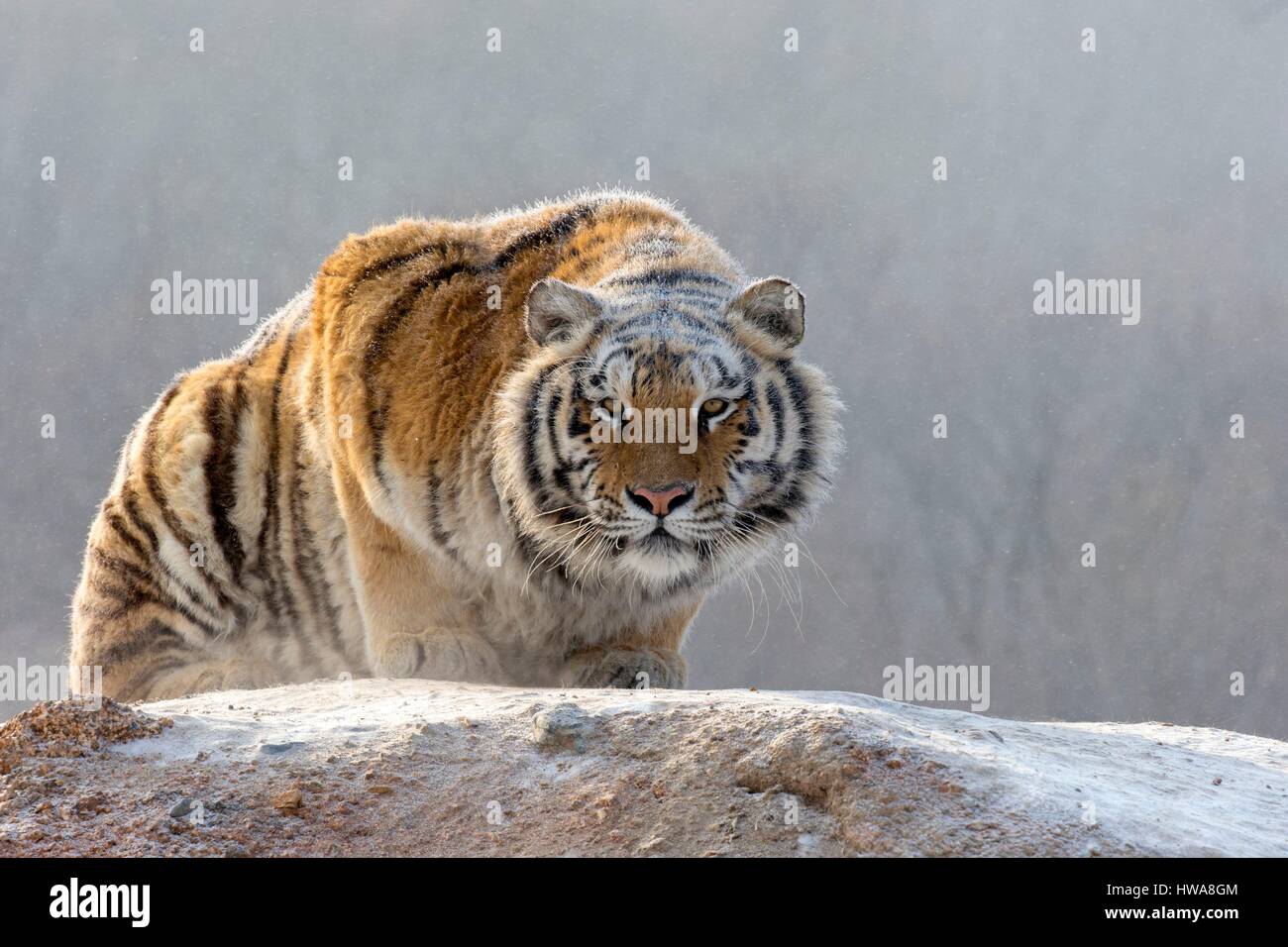 China, Heilongjiang province, Harbin, Tiger Park, Siberian Tiger ...