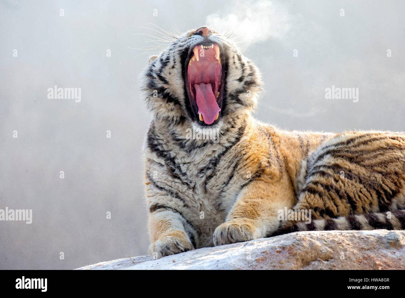China, Heilongjiang province, Harbin, Tiger Park, Siberian Tiger ...