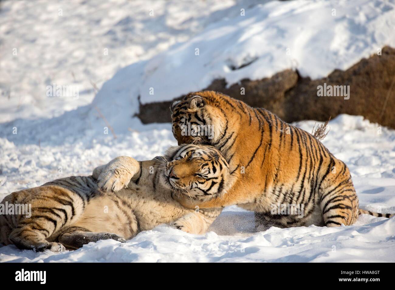 China, Heilongjiang province, Harbin, Tiger Park, Siberian Tiger ...