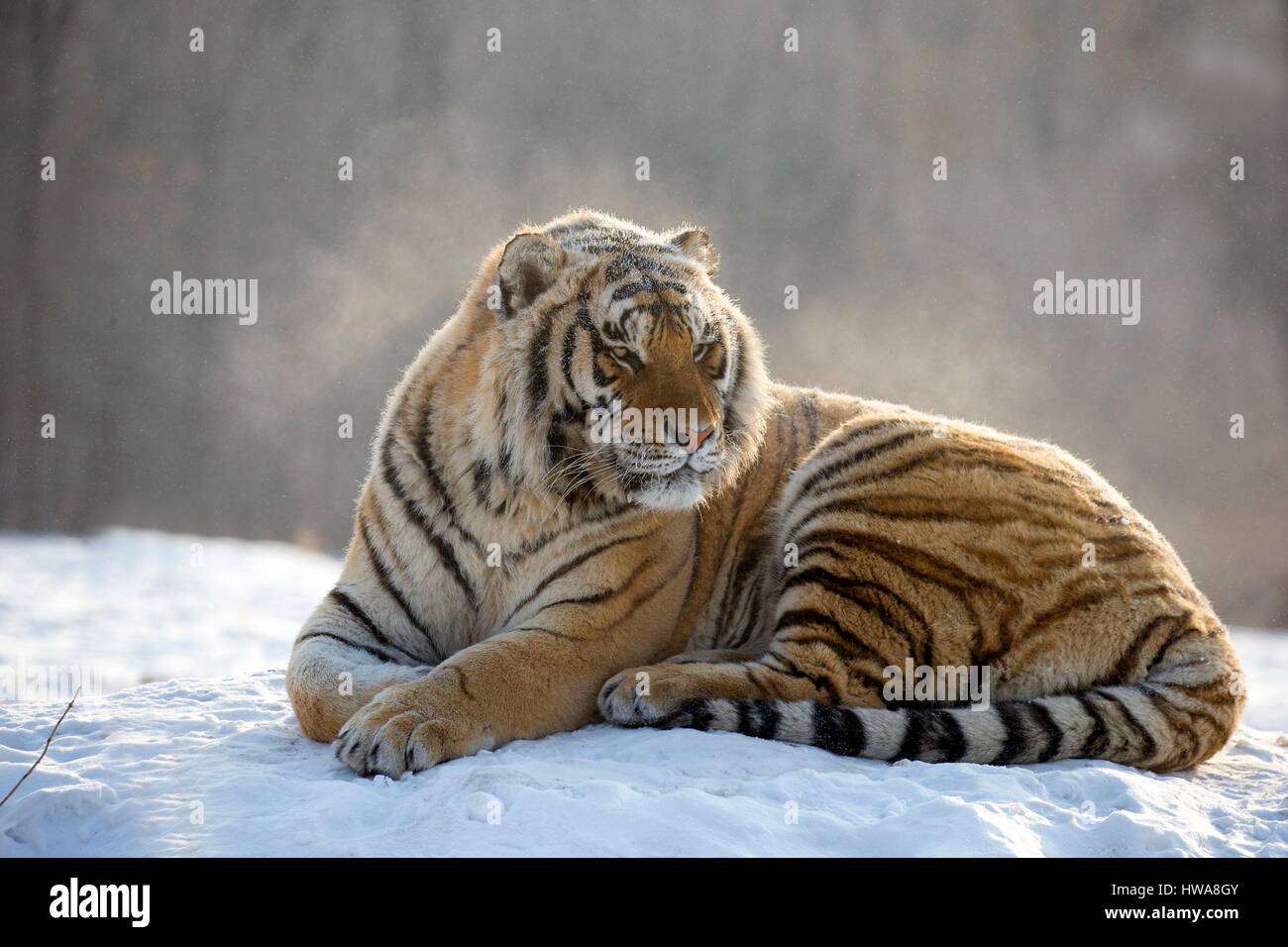 China, Heilongjiang province, Harbin, Tiger Park, Siberian Tiger ...