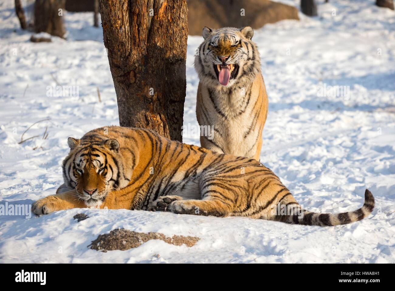 China, Heilongjiang province, Harbin, Tiger Park, Siberian Tiger ...