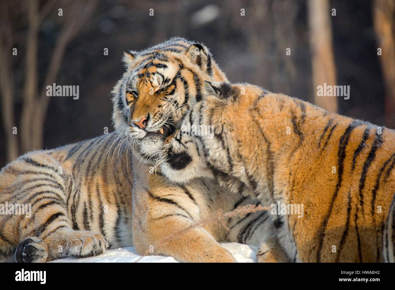 China, Heilongjiang province, Harbin, Tiger Park, Siberian Tiger ...