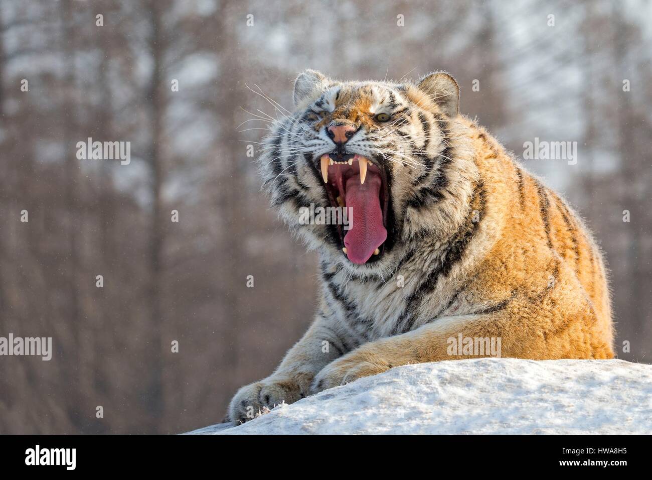 China, Heilongjiang province, Harbin, Tiger Park, Siberian Tiger ...