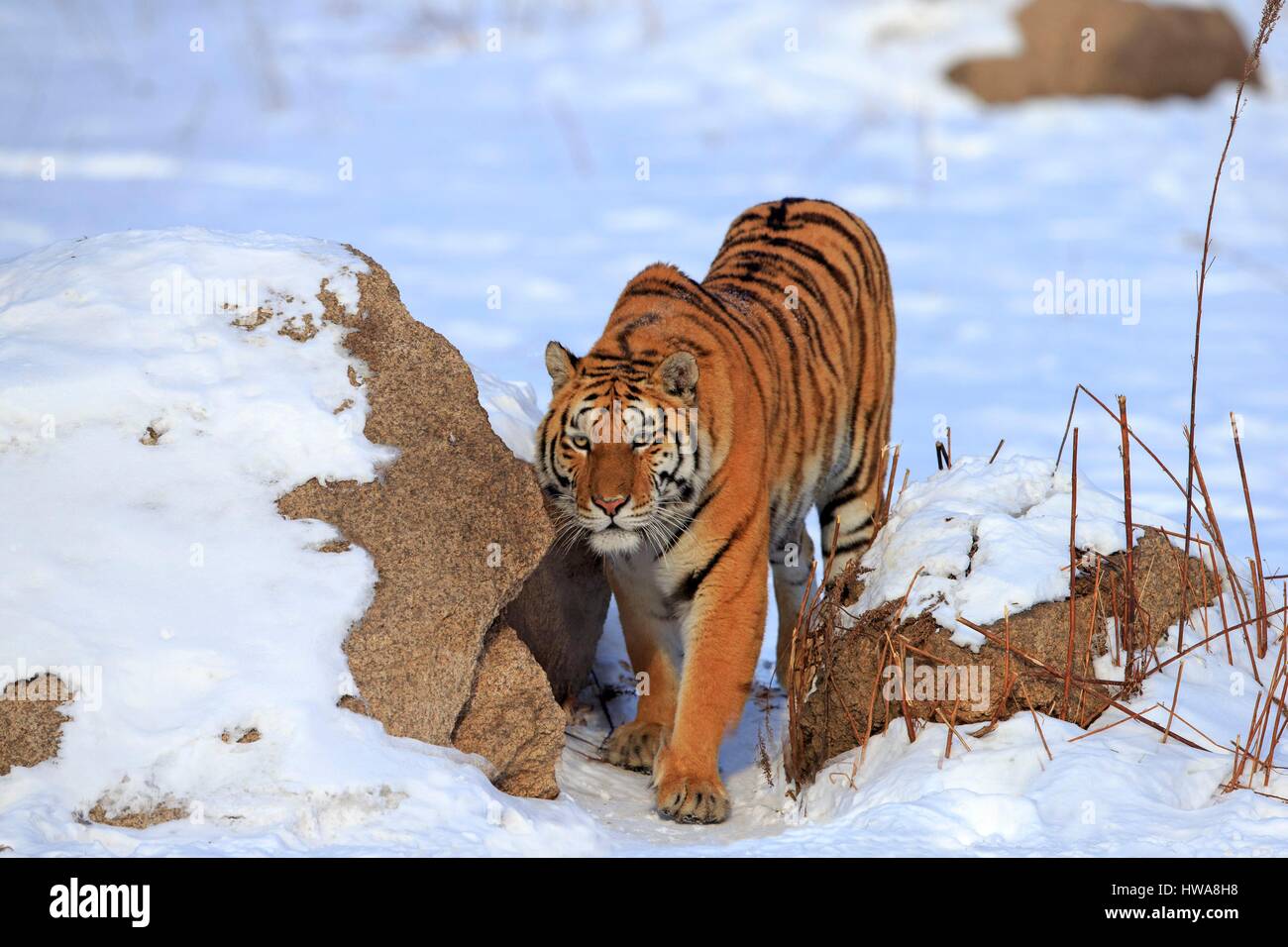 China, Heilongjiang province, Harbin, Tiger Park, Siberian Tiger ...