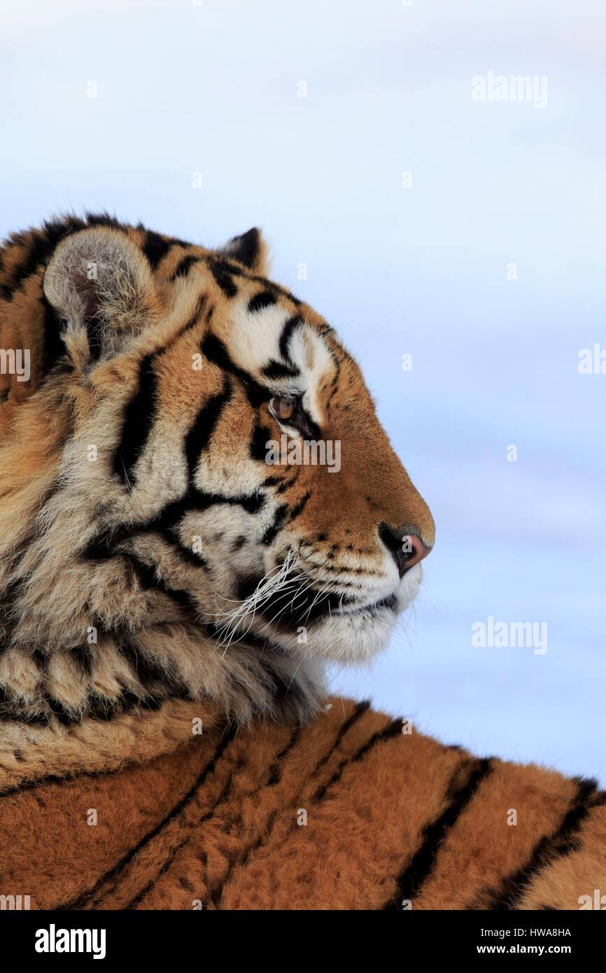 China, Heilongjiang province, Harbin, Tiger Park, Siberian Tiger ...