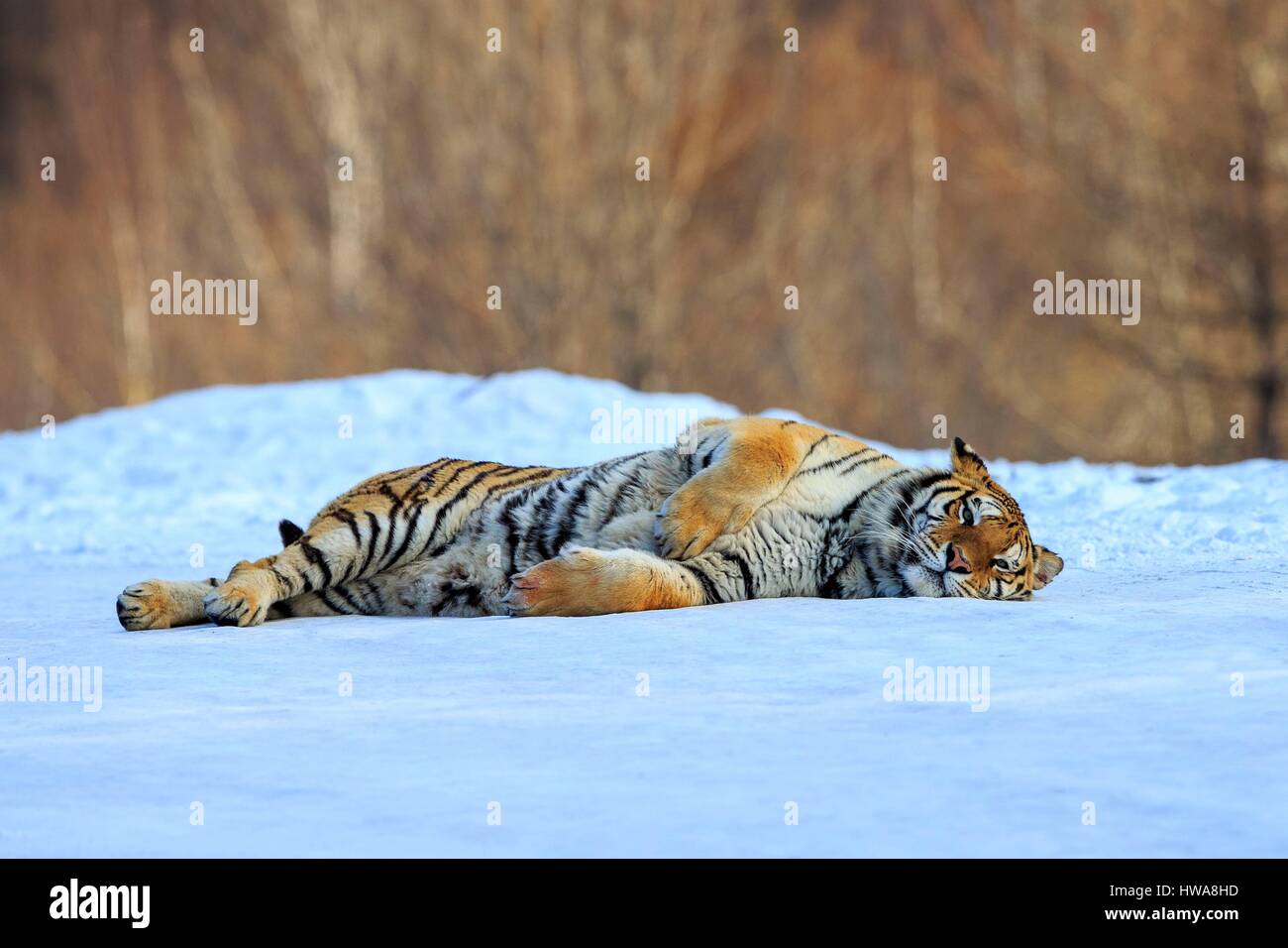 China, Heilongjiang province, Harbin, Tiger Park, Siberian Tiger ...