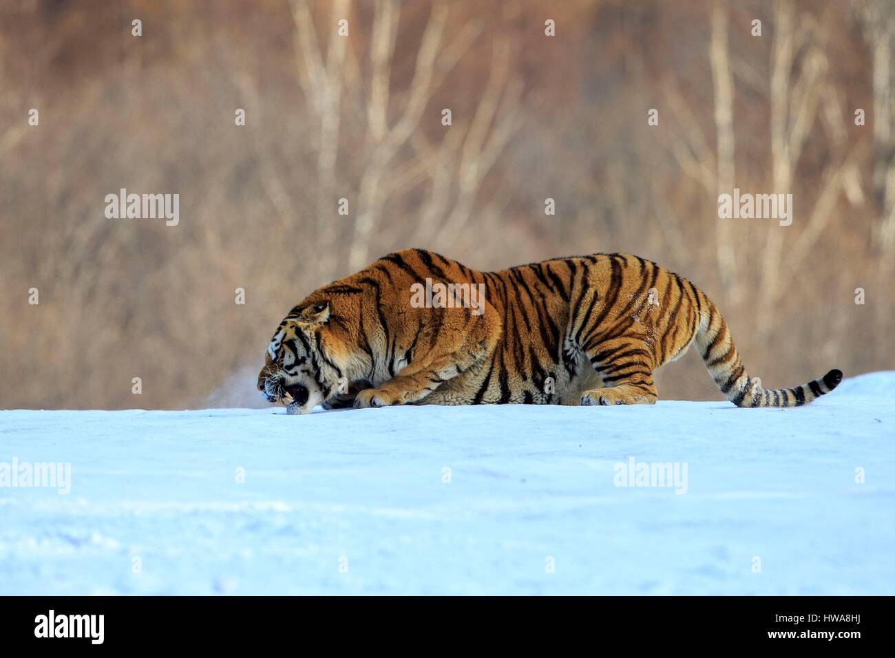 China, Heilongjiang province, Harbin, Tiger Park, Siberian Tiger ...
