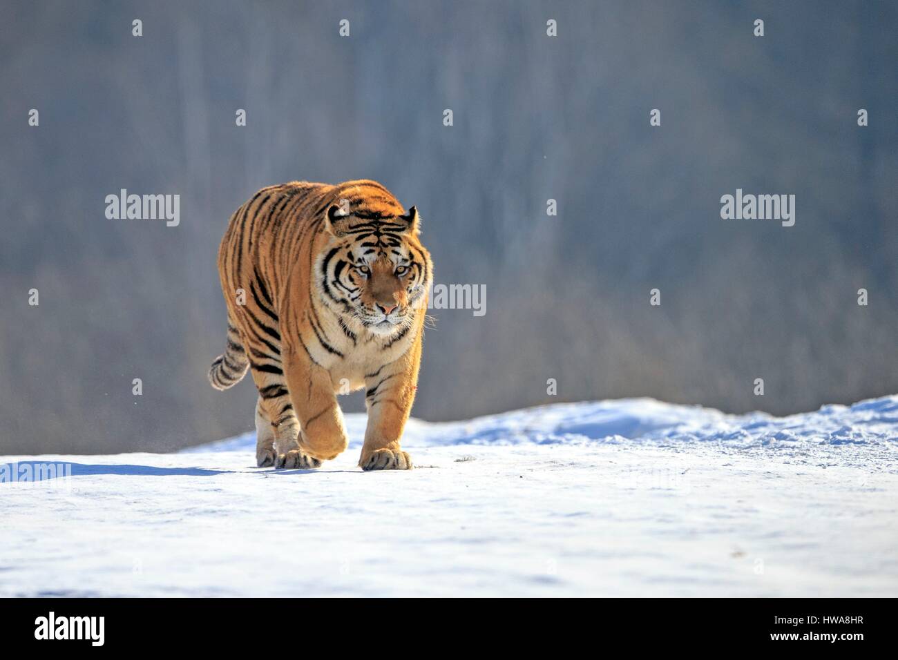 China, Heilongjiang province, Harbin, Tiger Park, Siberian Tiger ...