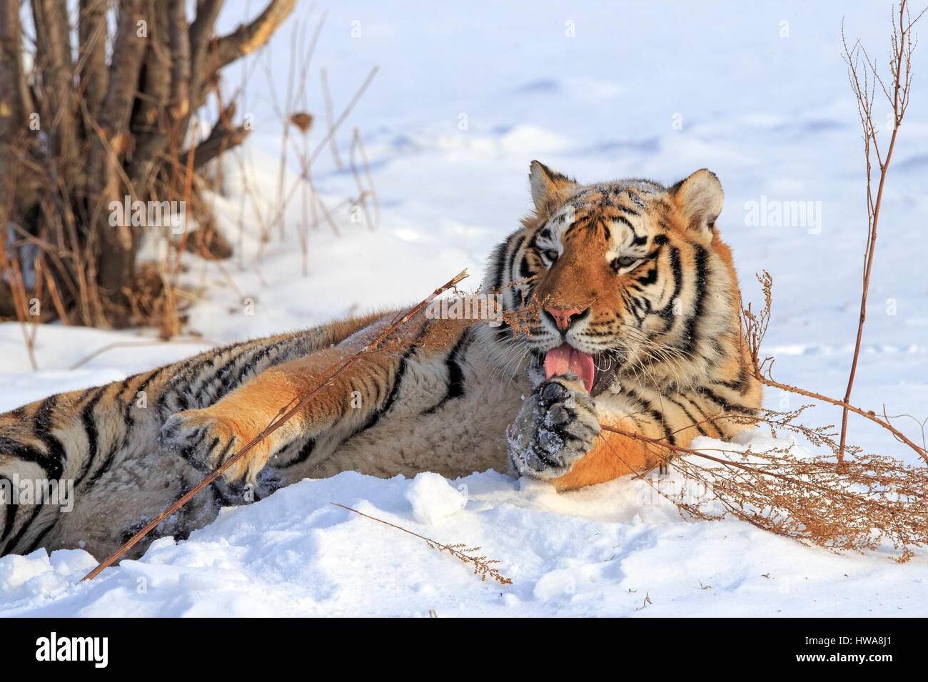 China, Heilongjiang province, Harbin, Tiger Park, Siberian Tiger ...