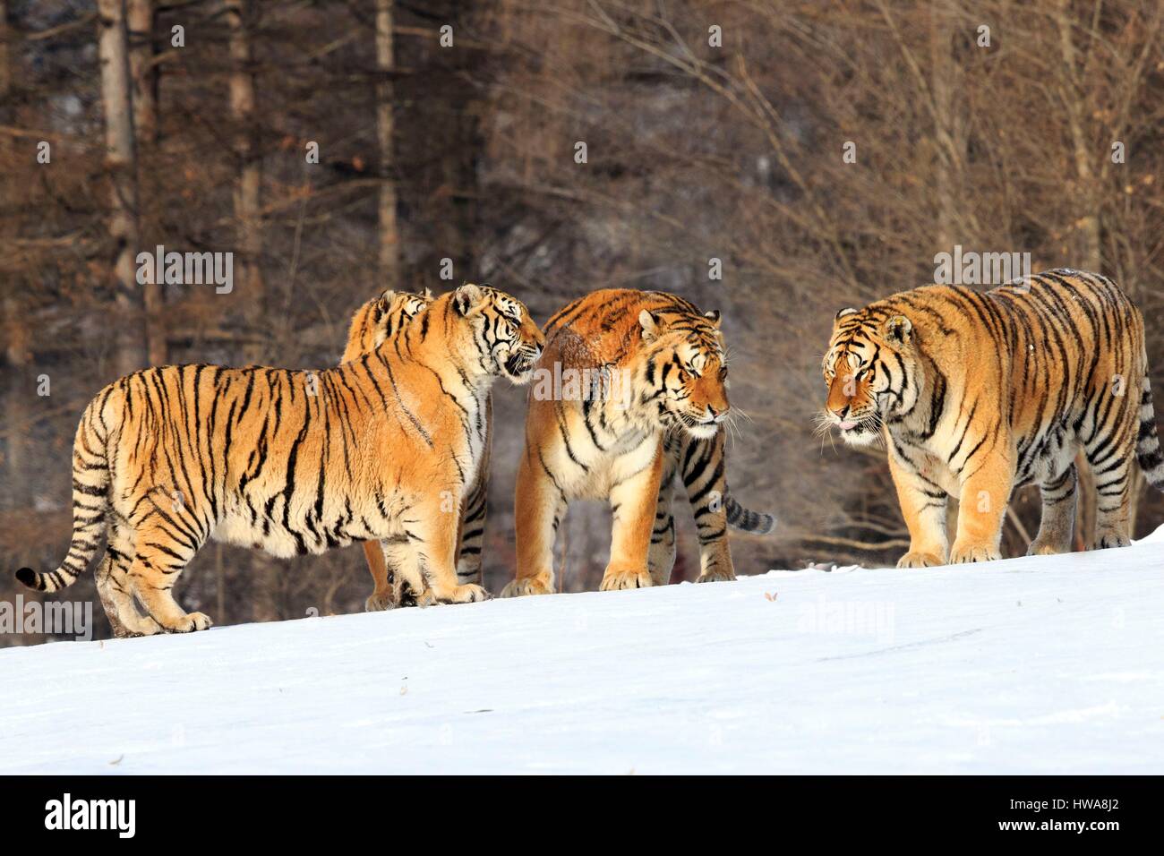 China, Heilongjiang province, Harbin, Tiger Park, Siberian Tiger ...