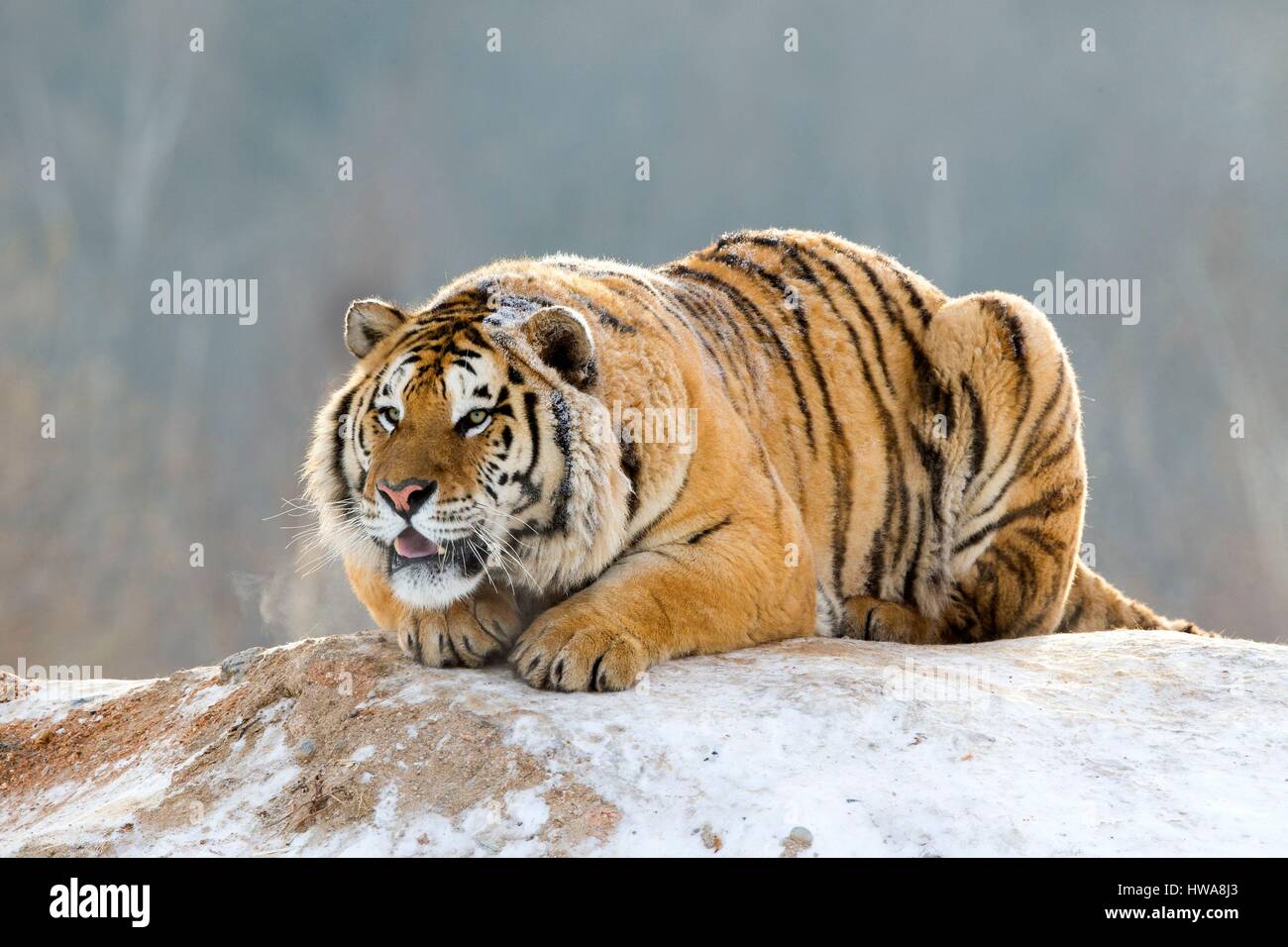 China, Heilongjiang province, Harbin, Tiger Park, Siberian Tiger ...