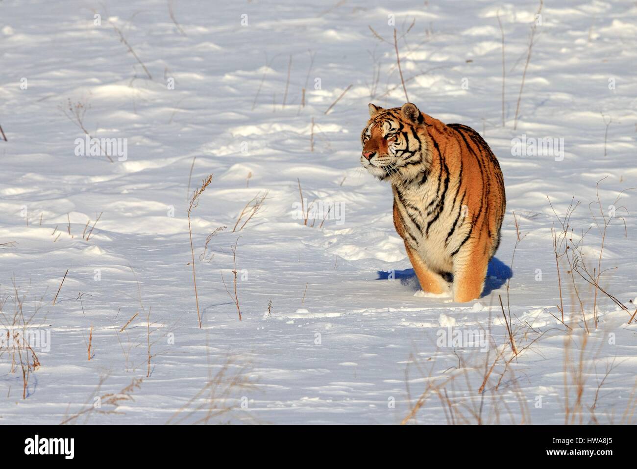 China, Heilongjiang province, Harbin, Tiger Park, Siberian Tiger ...