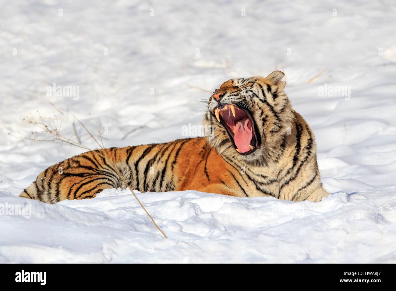 China, Heilongjiang province, Harbin, Tiger Park, Siberian Tiger ...