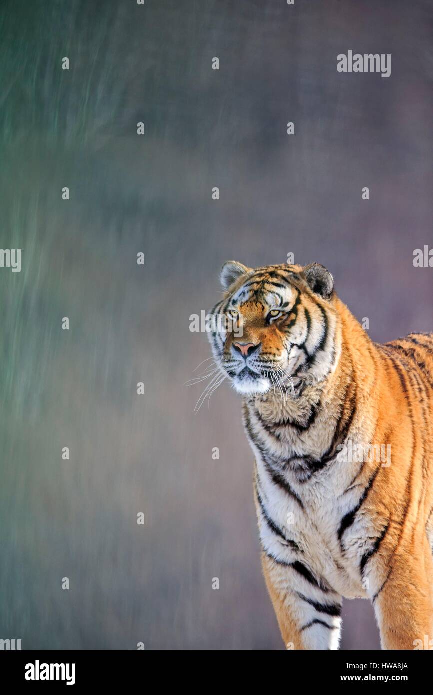 China, Heilongjiang province, Harbin, Tiger Park, Siberian Tiger ...