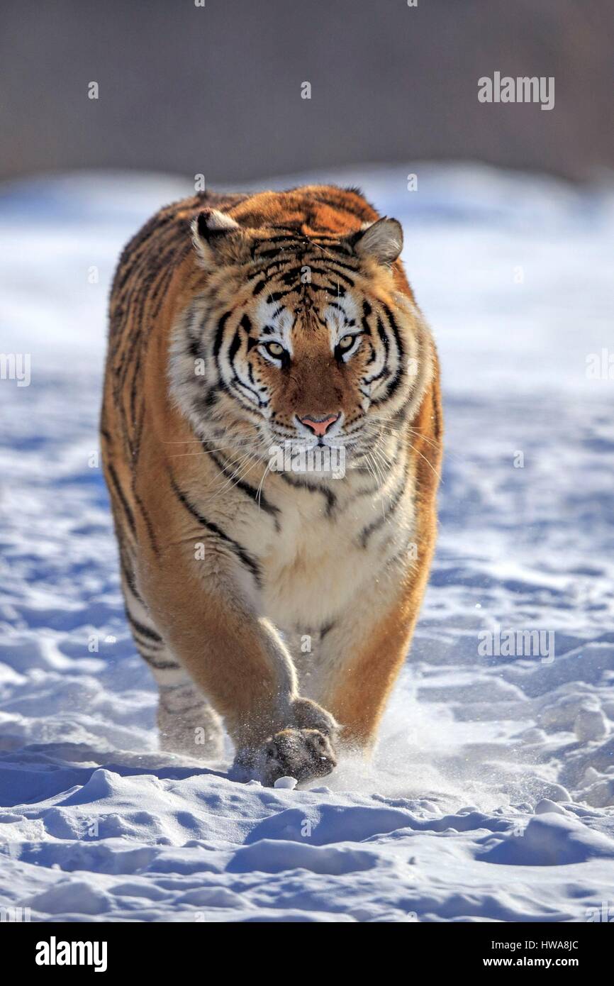 China, Heilongjiang province, Harbin, Tiger Park, Siberian Tiger ...