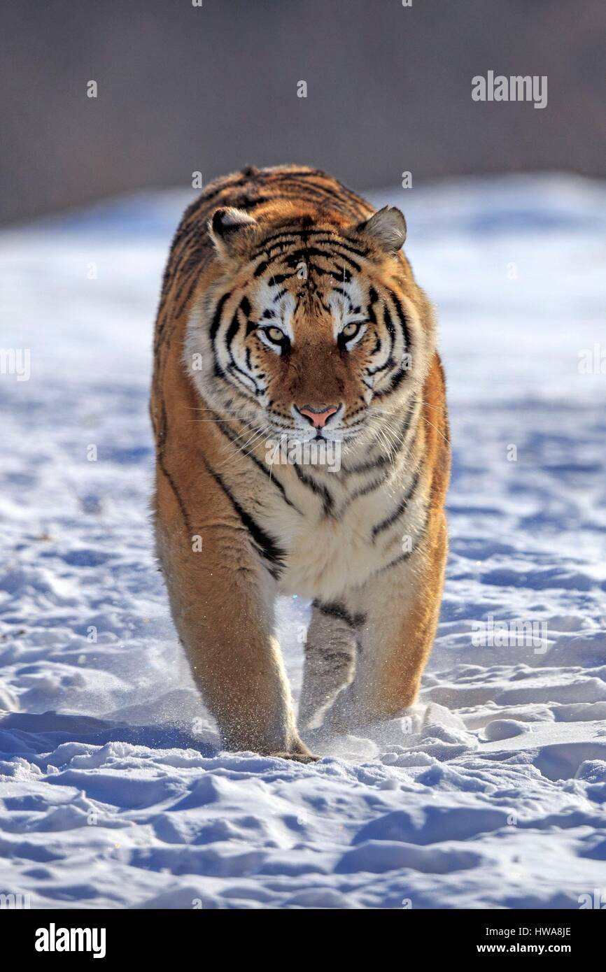China, Heilongjiang province, Harbin, Tiger Park, Siberian Tiger ...