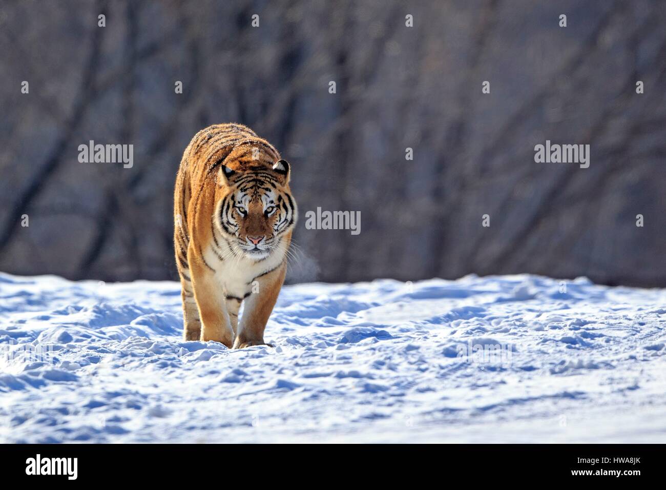 China, Heilongjiang province, Harbin, Tiger Park, Siberian Tiger ...