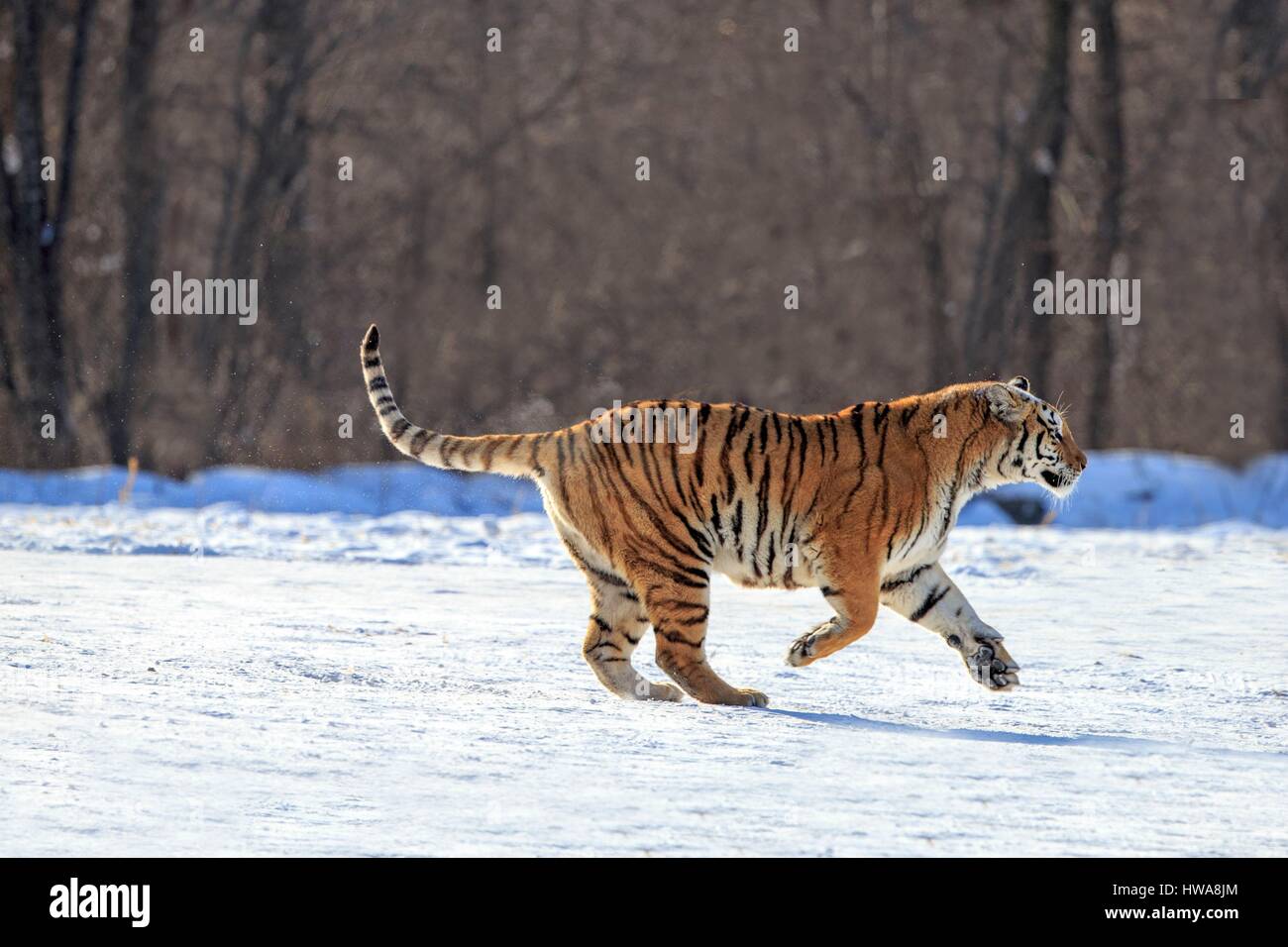 China, Heilongjiang province, Harbin, Tiger Park, Siberian Tiger ...